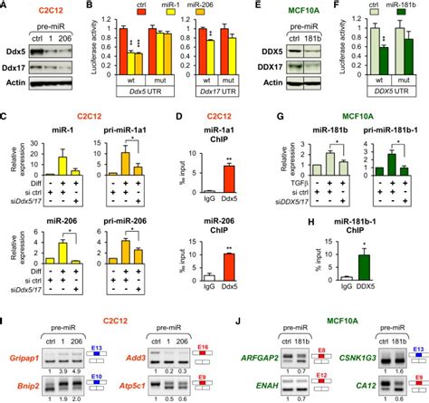 A Negative Feedback Loop Involving Mirnas Regulates Ddx5 Ddx17 Download Scientific Diagram