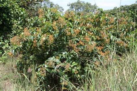 Harungana Madagascariensis Pdf