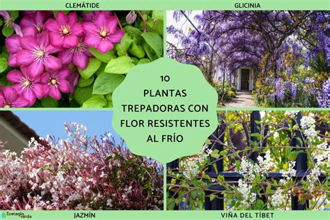 10 Plantas Trepadoras Con Flor Resistentes Al Frío Nombres Y Fotos