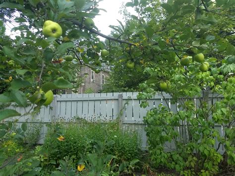 Wyck Orchard Workday Philadelphia Orchard Project