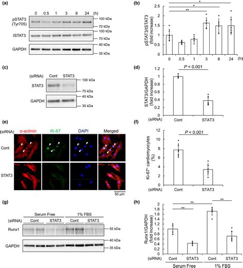 Runx1 Is Upregulated By STAT3 And Promotes Proliferation Of Neonatal