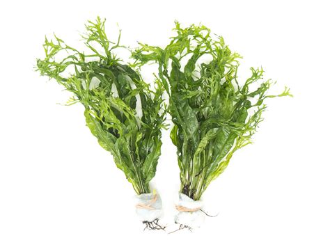 Lacy Java Fern Bunch Aquatic Arts On Sale Today For 599