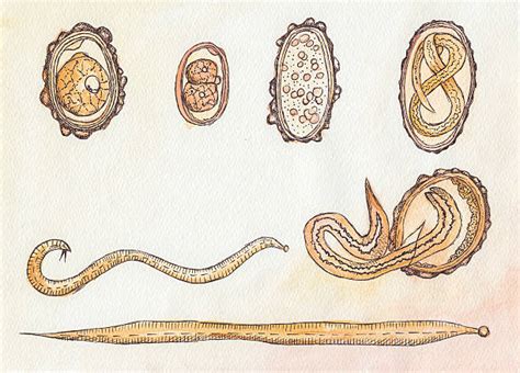 100 Ascaris Lumbricoides Egg Fotografías De Stock Fotos E Imágenes