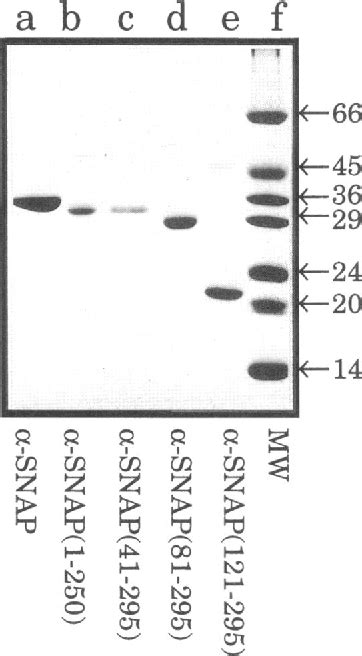 Figure 2 From Domains Of Alpha Snap Required For The Stimulation Of