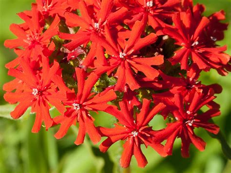 Зорька обыкновенная (Lychnis chalcedonica)
