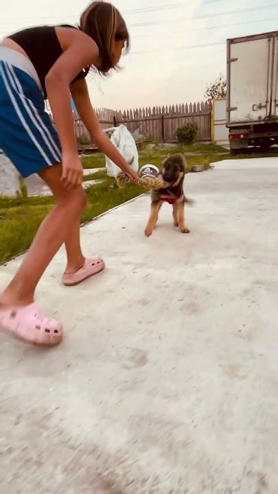 Немецкая овчарка девочка Youtube