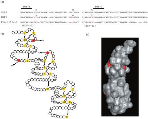A Amino Acid Sequence Alignment Of The Egf 1 And Egf 2 Of Cd97 Download Scientific Diagram