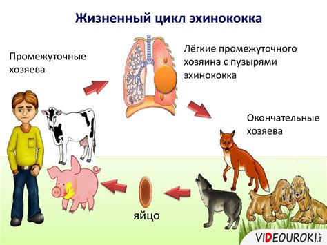 Циклы развития паразитических червей презентация онлайн