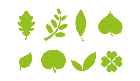Set Of Various Tree Leaves PNG