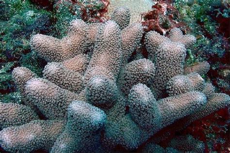 Coral ID Quiz Flashcards Quizlet