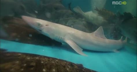 흰색 상어 최초 포획백화현상 때문일까