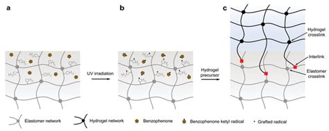 Strong Hydrogelelastomer Adhesion By Surface Initiation A A