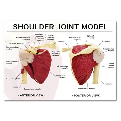 Shoulder Joint Muscles Anatomy