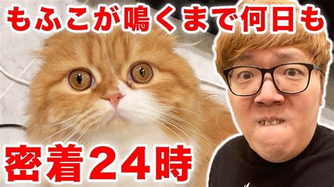 大人気「ヒカキン」さんの猫「もふこ」が鳴くまで動画を撮り続ける。 肉球ドットコム（）
