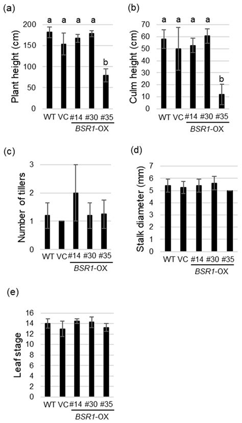 Ijms Free Full Text Enhanced Resistance To Fungal And Bacterial