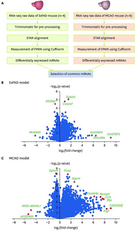 Analysis Of Transcriptomic Data From The Brain Cortex Of Mcao And 5xfad Download Scientific