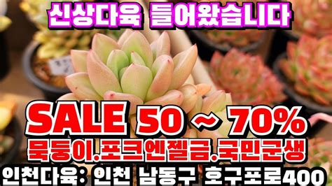 인천다육 ️농장왕특가 Sale 50 ~70 💥엄청싸요~ 주말다육쇼핑 절호의찬스 🏡인천 남동구 호구포로400 ☎️ 010 5316 7402 Youtube