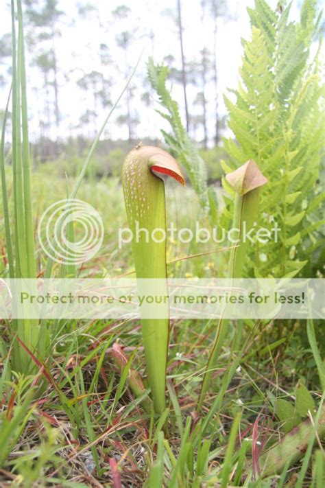 Okefenokee Swamp Flytrapcare Forums