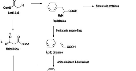 Kimia Organik 2 Biosintesis Dan Identifikasi Flavonoid