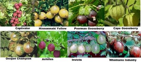 Gooseberry Varieties