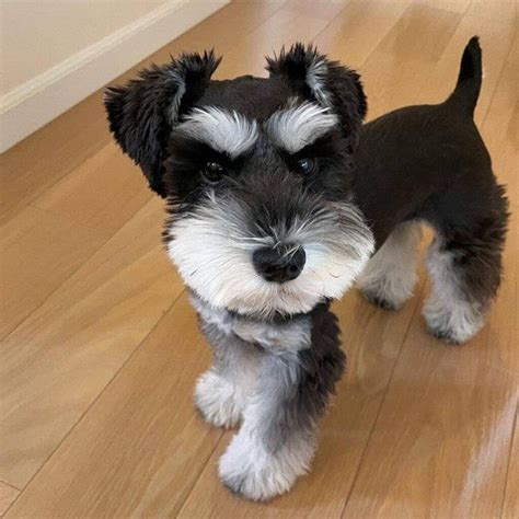 Different Haircuts For Schnauzers Schnauzer Haircuts Top 23 Styles