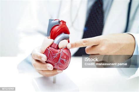 심혈관 질환 Cvd 병원에서 치료 환자를 위한 심장 인체 모델 해부학을 가진 의사 건강 진단에 대한 스톡 사진 및 기타 이미지 건강 진단 건강관리와 의술 검사 보기