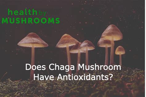 Does Chaga Mushroom Have Antioxidants Health By Mushrooms