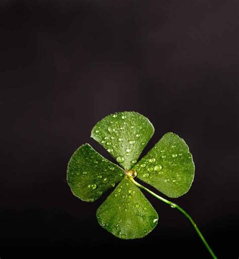 Everything You Ever Wanted To Know About The Genetics Of Four Leaf