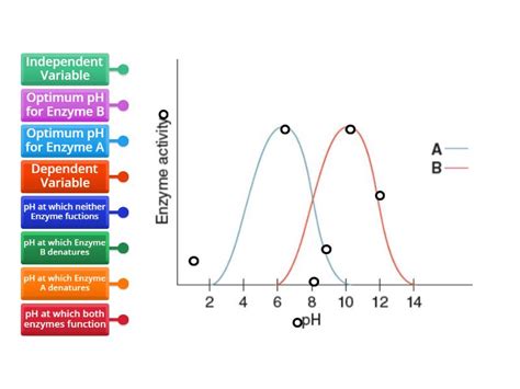 Enzyme Graph Labelled Diagram