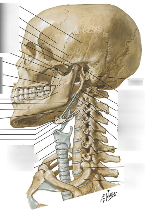 Bony Framework Of Head And Neck Diagram Quizlet