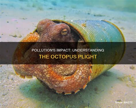 Pollution S Impact Understanding The Octopus Plight ShunWaste