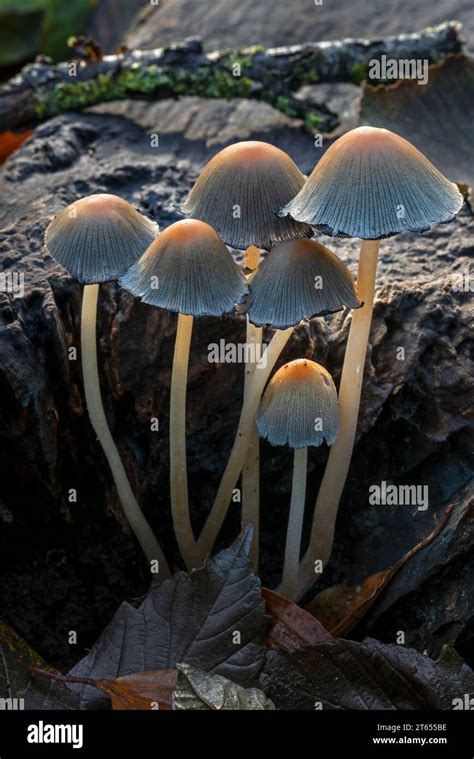 Mica Cap Glistening Inky Cap Shiny Cap Coprinellus Micaceus