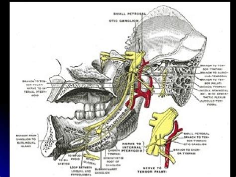 Trigeminal Nerve Mandibular Division Introduction