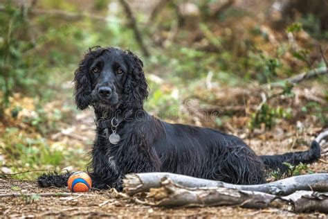 Black Working Cocker Spaniel Laying Down With His Ball Looking Directly
