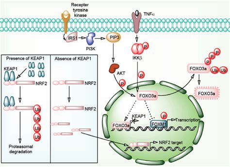 Keap1 Nrf2 Signaling Pathway In Cancer Drug Resistance Interaction Of