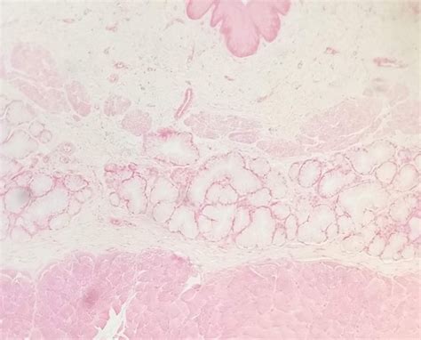 Histology Flashcards Quizlet