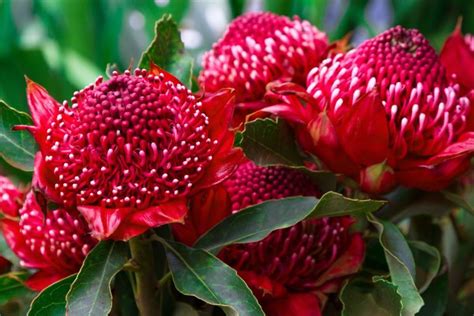 8 Red Native Australian Flowers You Must See Ultimate Backyard