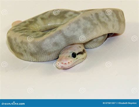 Royal Ball Python Baby Snake Stock Image Image Of White Fauna