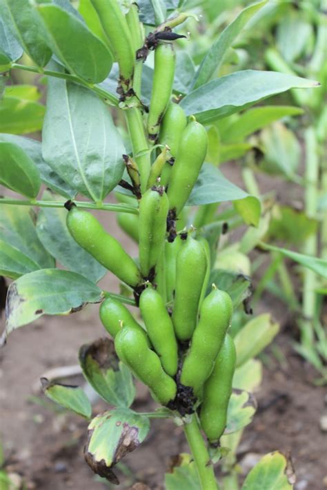 Faba Beans As Protein In Livestock Feed Ontario Ca
