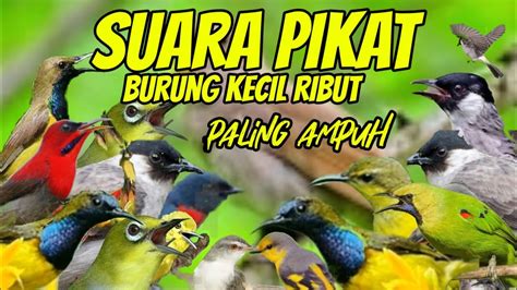 SUARA PIKAT BURUNG KECIL RIBUT PALING AMPUH YouTube