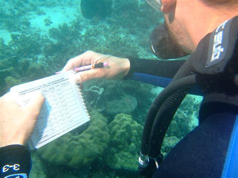 Coral Reef Protection To Grow With Green Fins Hub
