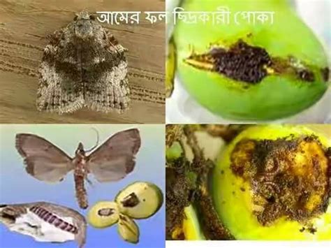 Mong Green Life Agro Farm আমের ফল ছিদ্রকারী পোকা Mango Fruit Borer