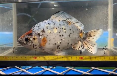 三色和金 上物 superaquarium TOYOKIYA