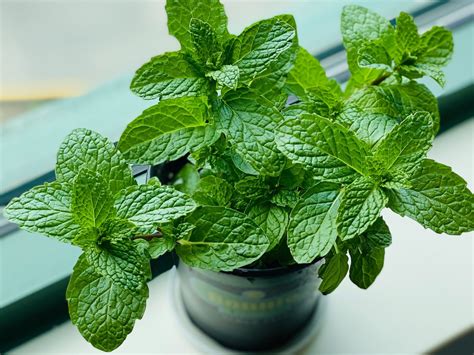 ¿cuáles Son Los Cuidados Que Necesita Una Planta De Menta Y Cómo