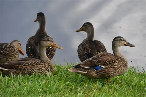Mottled Ducks Earth Life