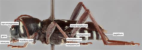 Glossary Cerambycid