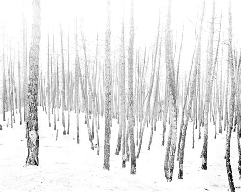 Shinrin Serena Chopra