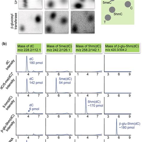 Scheme For The Selective Pull Down Of 5hmc The Top Panel Shows The Download Scientific Diagram