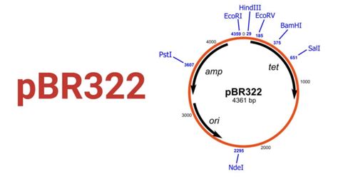 Pbr322 Vector Structure Sites Applications