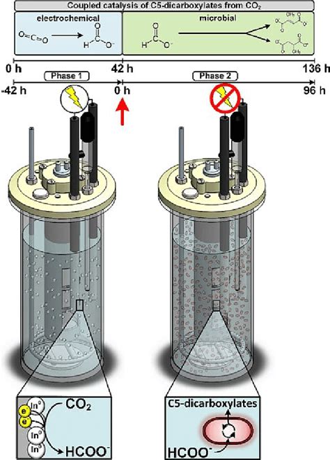 Scheme Of The Coupled Electrochemical And Microbial Catalysis Of C 5